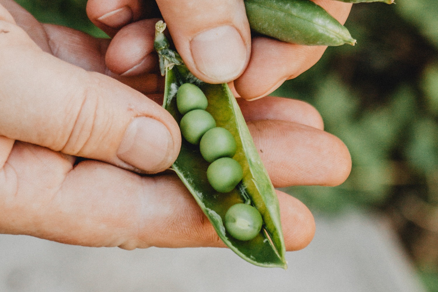 Like Peas in a Pod: 3 Ways Project Management Supports Technology ...